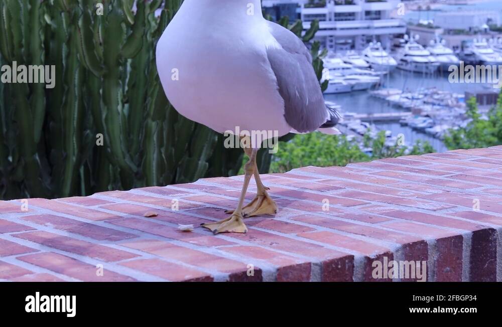 Cactus legs Stock Videos & Footage - HD and 4K Video Clips - Alamy
