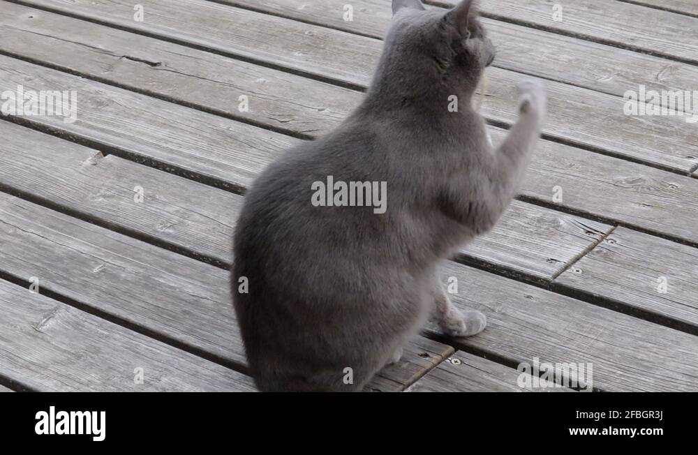 Paw grabbing ball Stock Videos & Footage - HD and 4K Video Clips - Alamy