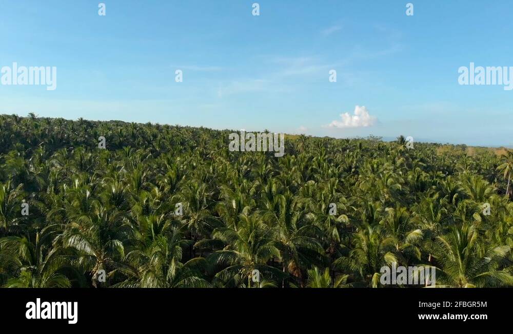 Palm tree tropical forest Stock Videos & Footage - HD and 4K Video ...