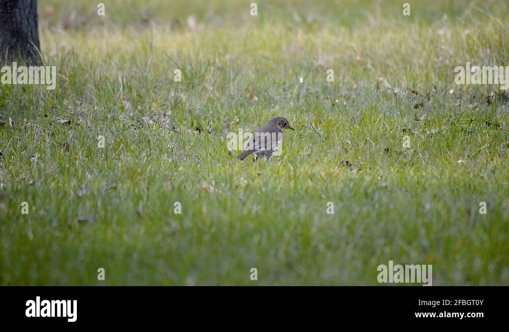 European male starling Stock Videos & Footage - HD and 4K Video Clips ...
