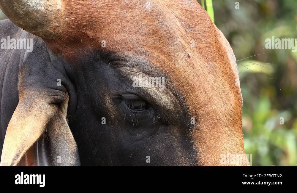 Bull eyes Stock Videos & Footage - HD and 4K Video Clips - Alamy