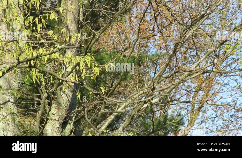 Hop tree Stock Videos & Footage - HD and 4K Video Clips - Alamy