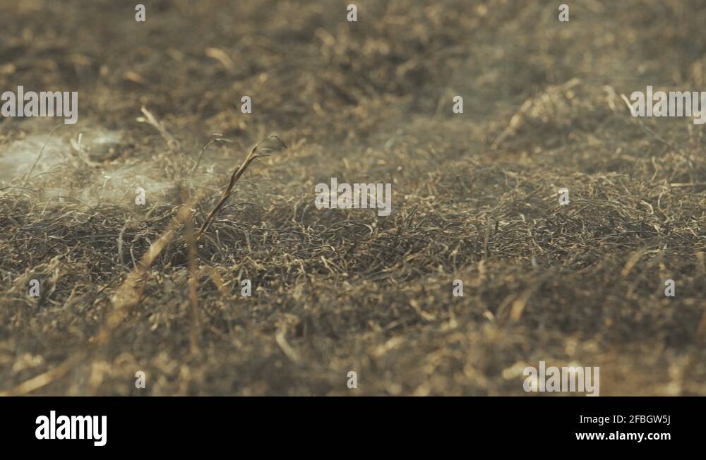 Crop burn smoke Stock Videos & Footage - HD and 4K Video Clips - Alamy