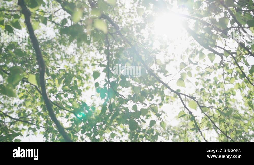 Sunlight on tree leaves Stock Videos & Footage - HD and 4K Video Clips - Alamy