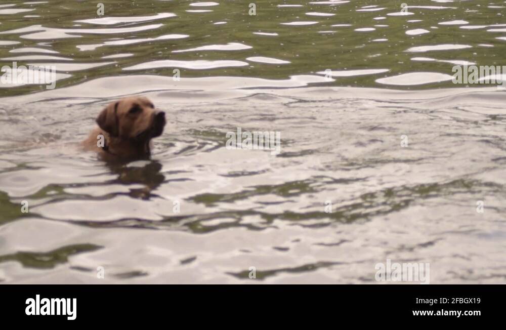 Labrador playing in water Stock Videos & Footage - HD and 4K Video ...