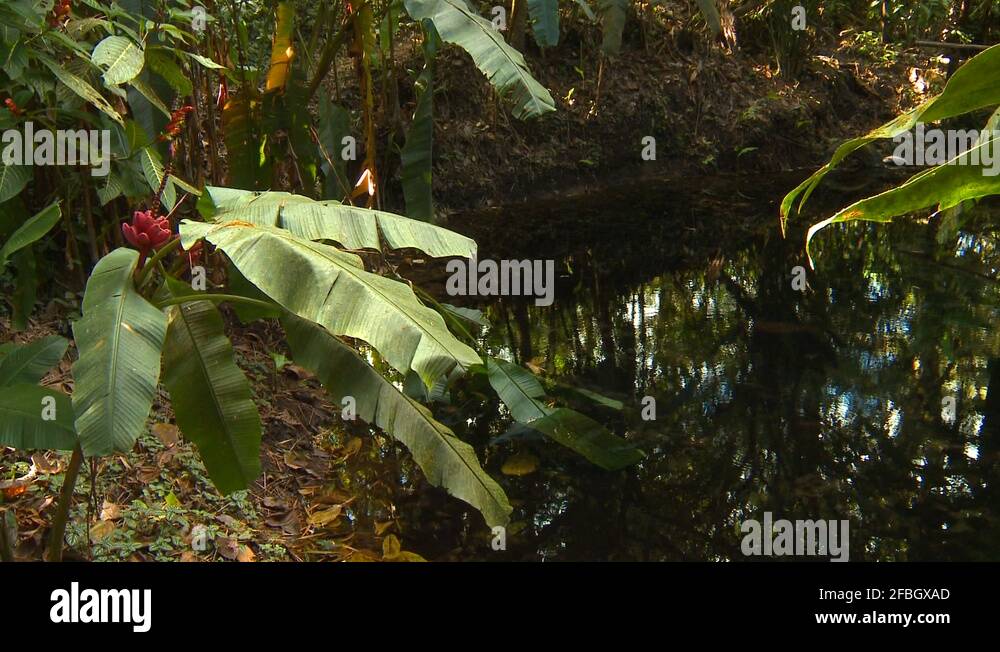 Panama flora Stock Videos & Footage - HD and 4K Video Clips - Alamy