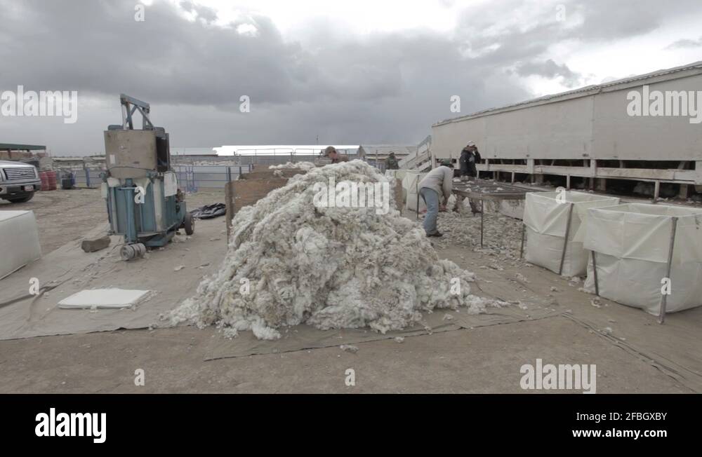 Bag of sheep wool Stock Videos & Footage - HD and 4K Video Clips - Alamy