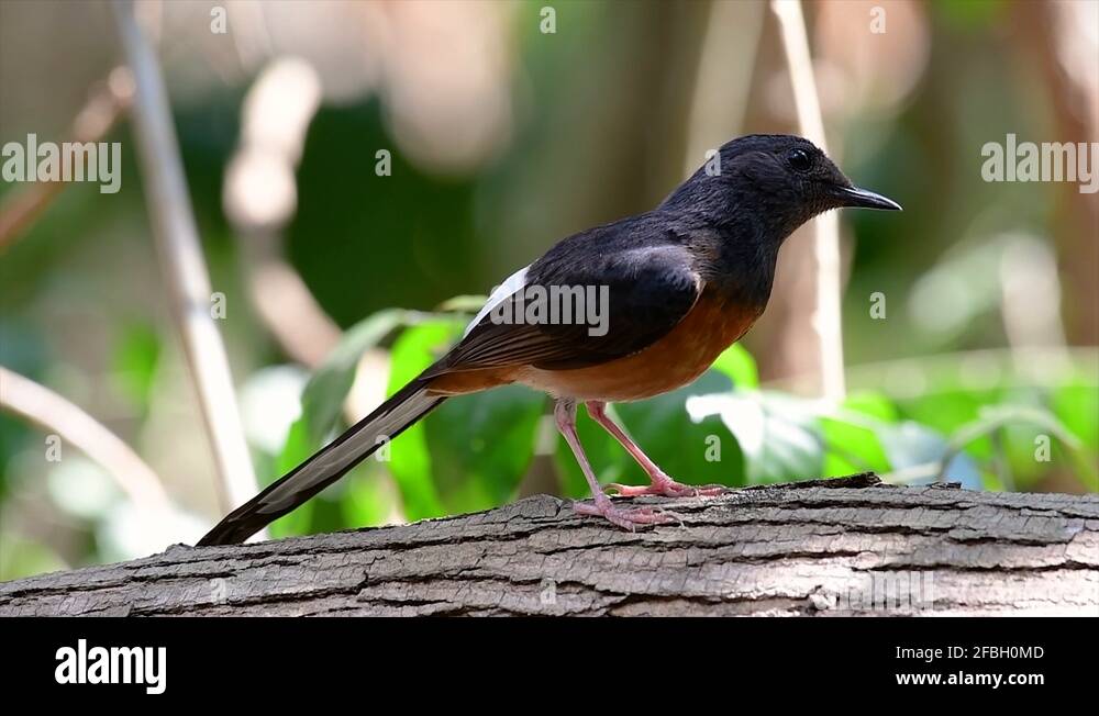 The White-rumped Shama is one of the most common birds in Thailand and ...