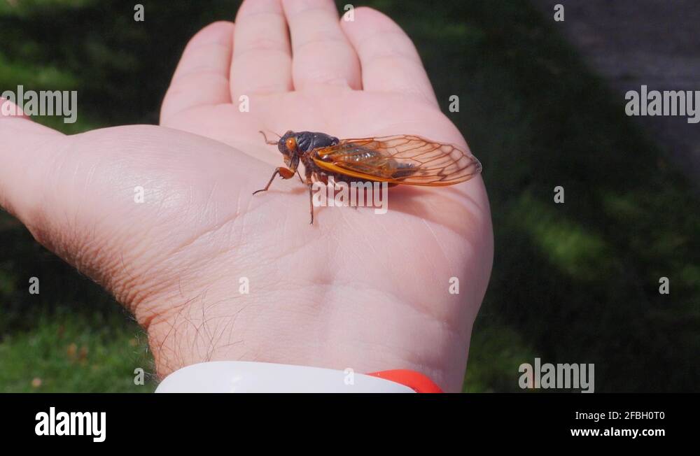 Cicadas in hand Stock Videos & Footage - HD and 4K Video Clips - Alamy