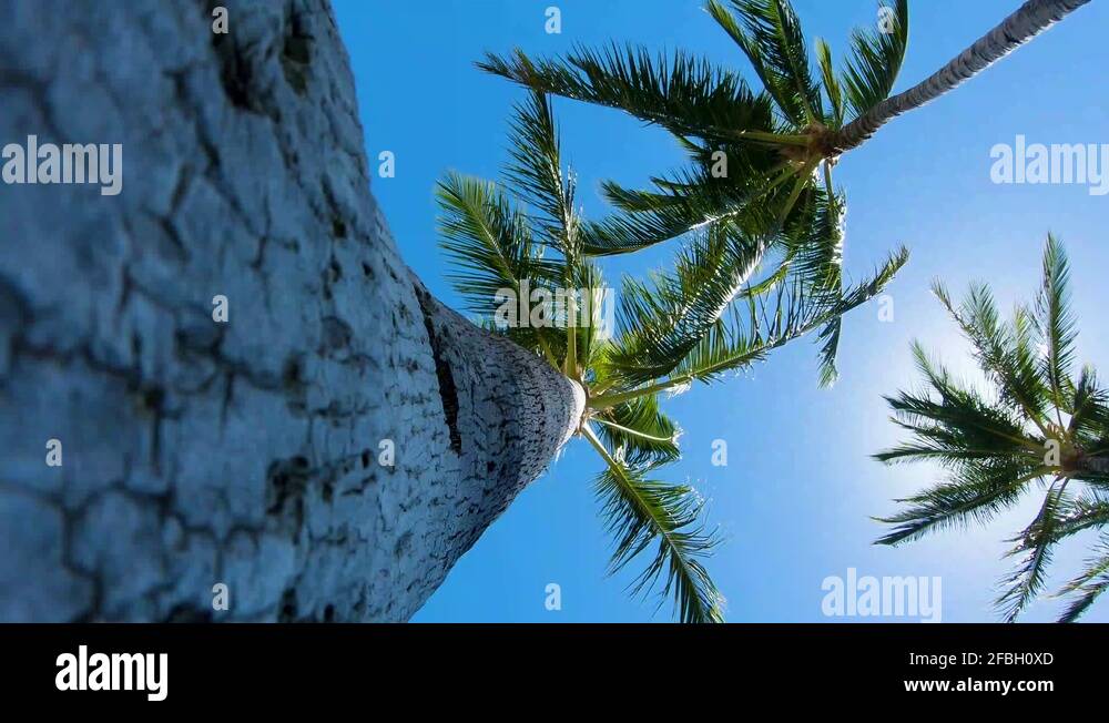 Base coconut tree Stock Videos & Footage - HD and 4K Video Clips - Alamy