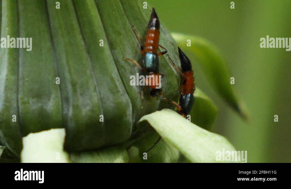 Red black insects Stock Videos & Footage - HD and 4K Video Clips - Alamy