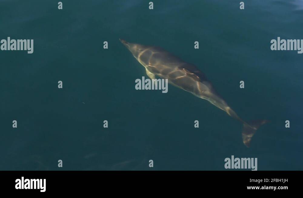Single dolphin Stock Videos & Footage - HD and 4K Video Clips - Alamy