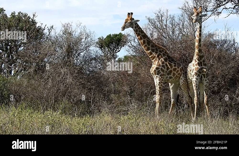 Animals fighting for dominance Stock Videos & Footage - HD and 4K Video ...