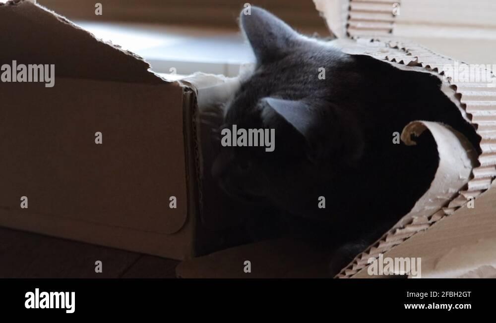 Cat peeking out of a box Stock Videos & Footage - HD and 4K Video Clips ...