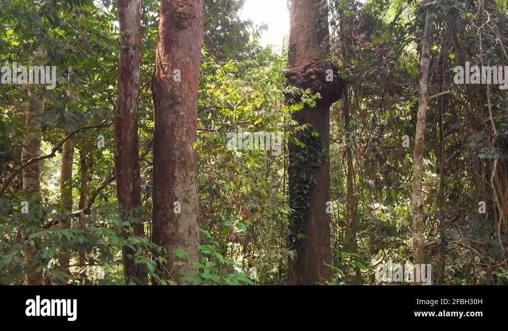 Tall cycad Stock Videos & Footage - HD and 4K Video Clips - Alamy