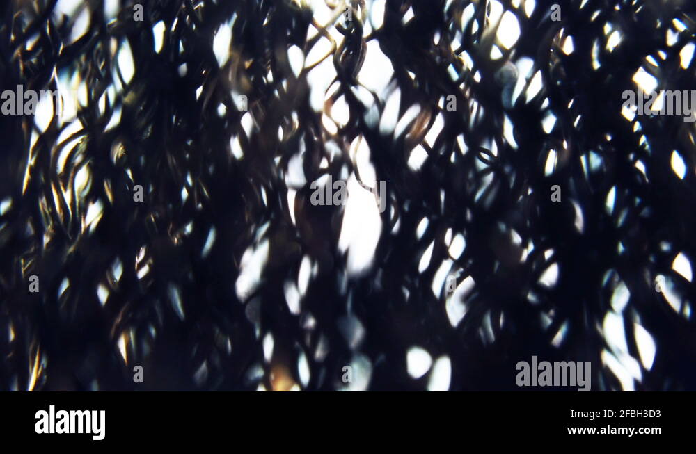 Scary alien forest. Dark mysterious burned forest landscape Stock Video ...