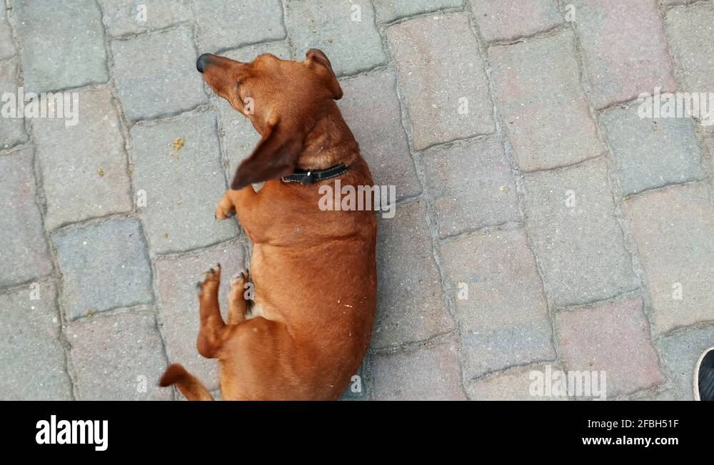 Wiener sausage Stock Videos & Footage - HD and 4K Video Clips - Alamy