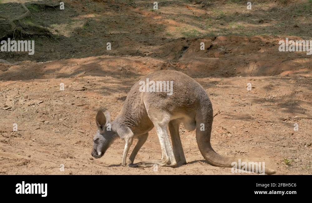 The australian kangaroo sand Stock Videos & Footage - HD and 4K Video ...
