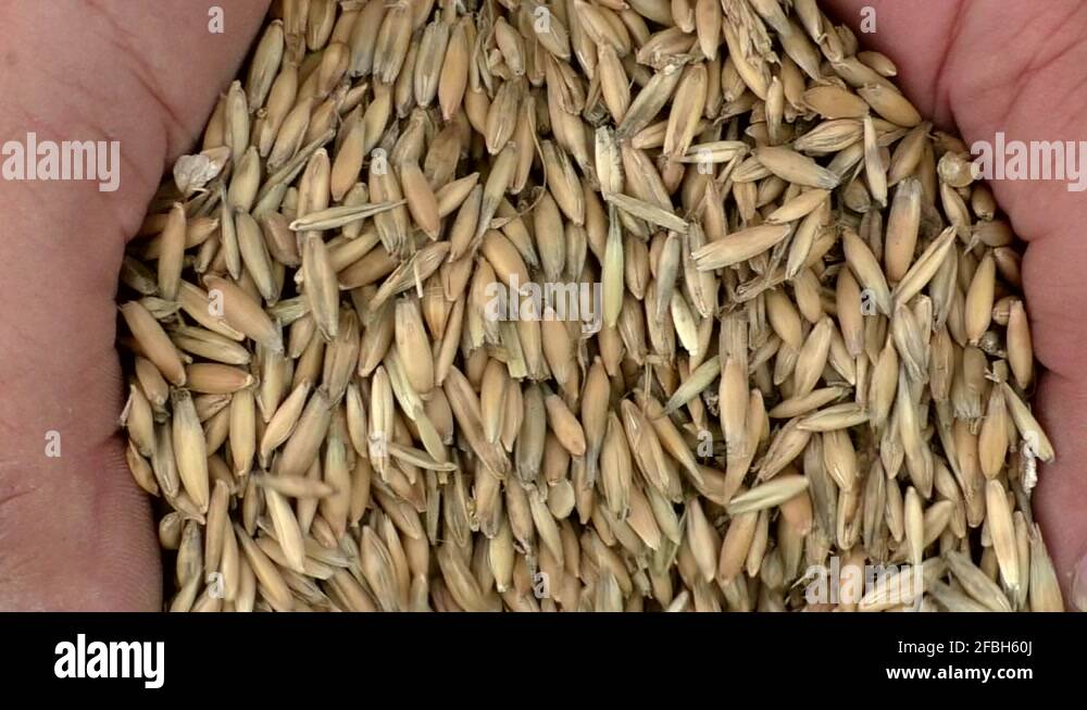 Oat crop in farm hands Stock Videos & Footage - HD and 4K Video Clips ...