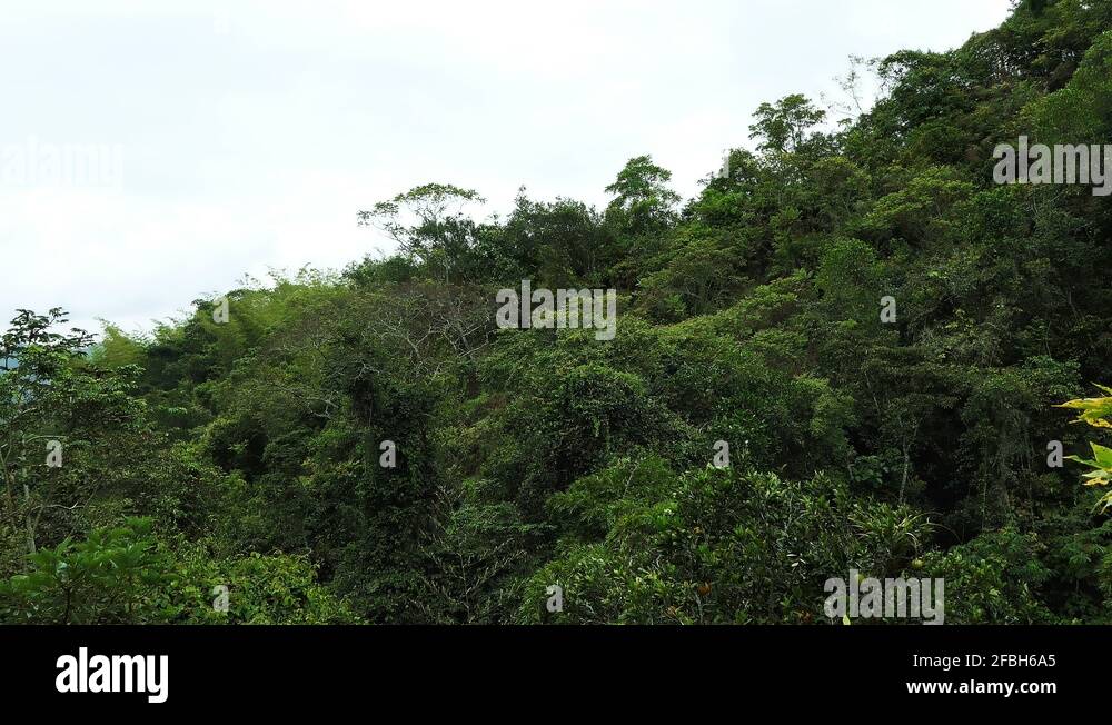 Green humidity Stock Videos & Footage - HD and 4K Video Clips - Alamy