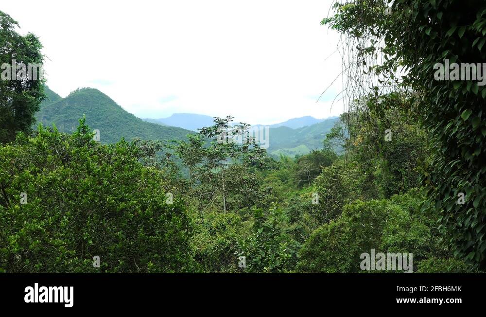 Tropical Jungle with dense trees. Epic Nature background. High Humidity ...