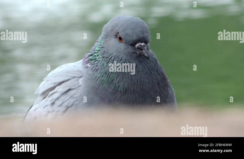 Dove eyes Stock Videos & Footage - HD and 4K Video Clips - Alamy