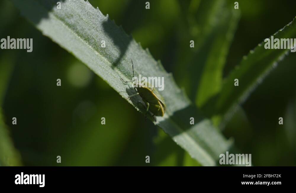 20 bugs Stock Videos & Footage - HD and 4K Video Clips - Alamy