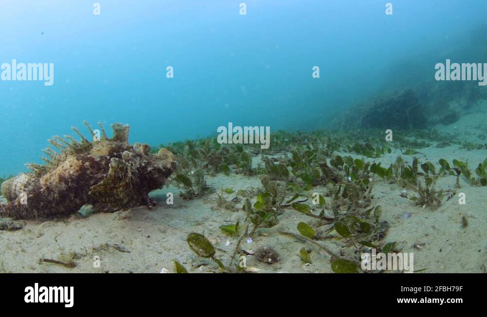 Stone fish australia Stock Videos & Footage - HD and 4K Video Clips - Alamy