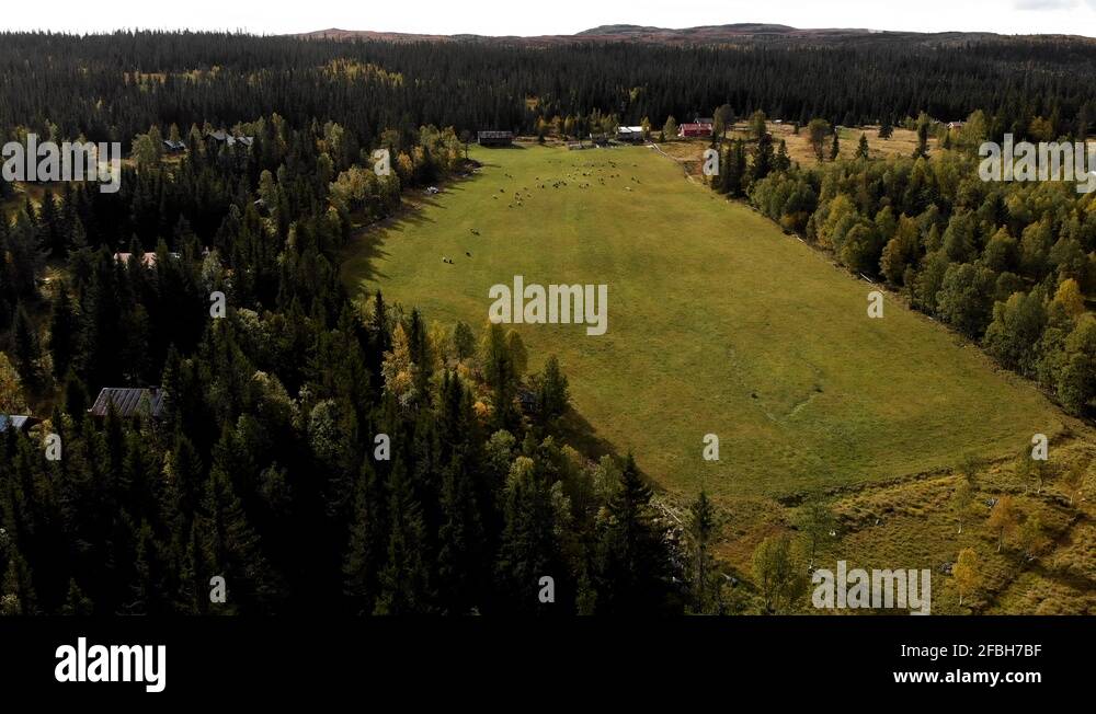 Scattered sheep Stock Videos & Footage - HD and 4K Video Clips - Alamy