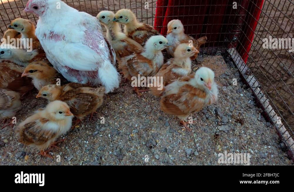 Hen with hatchlings Stock Videos & Footage - HD and 4K Video Clips - Alamy