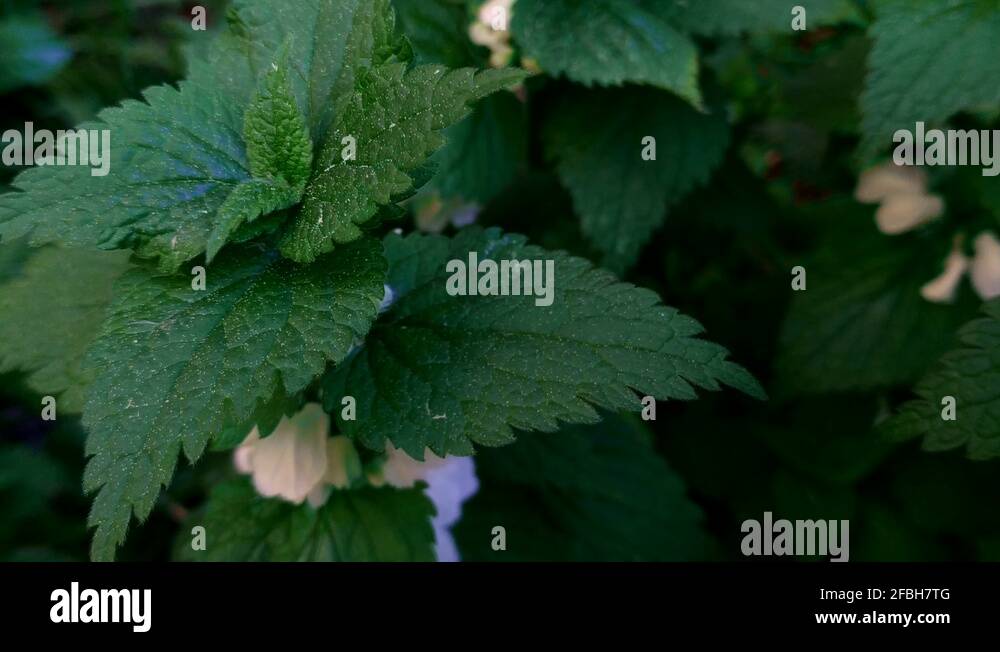 Common stinging nettle Stock Videos & Footage - HD and 4K Video Clips ...