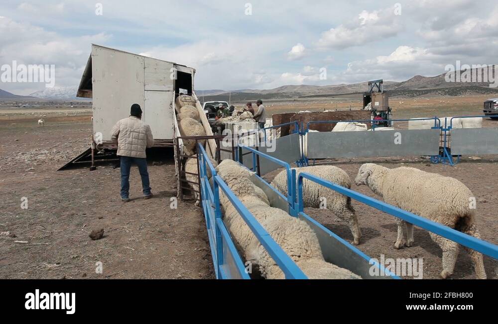 Ranch harvest Stock Videos & Footage - HD and 4K Video Clips - Alamy