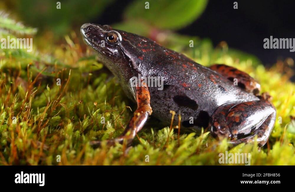 Microhylid frog Stock Videos & Footage - HD and 4K Video Clips - Alamy