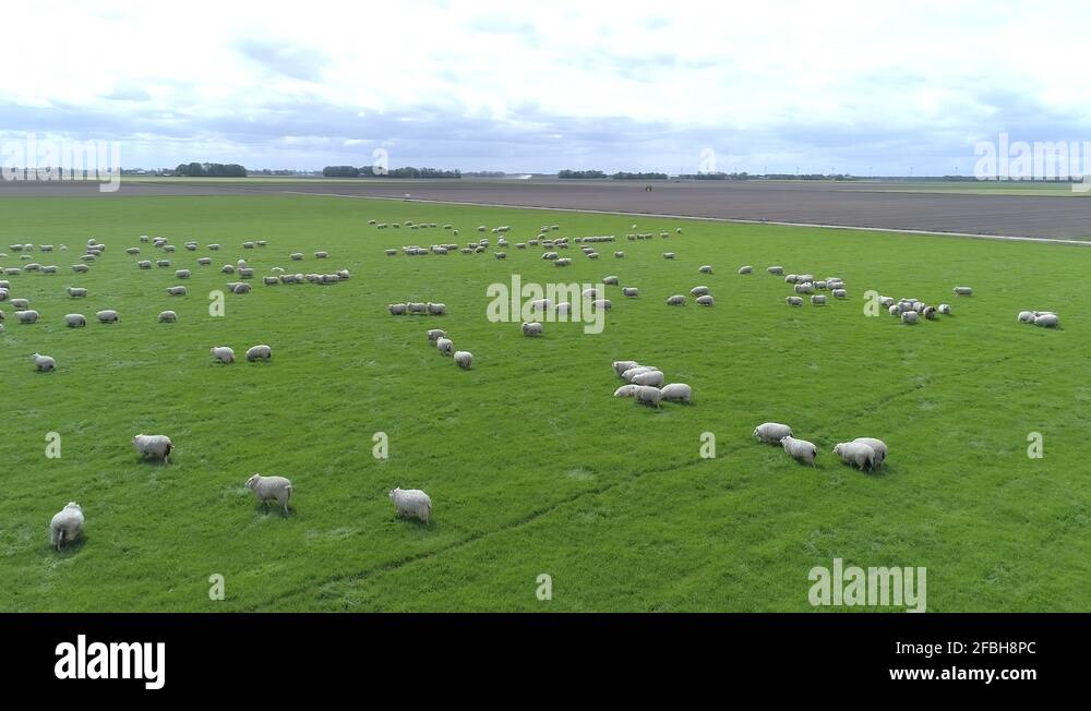 Sheep 4k Stock Videos & Footage - HD and 4K Video Clips - Alamy