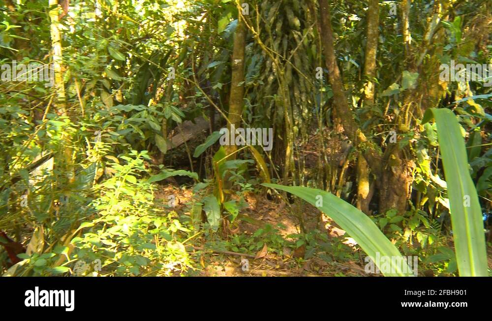 Pan bamboo Stock Videos & Footage - HD and 4K Video Clips - Alamy