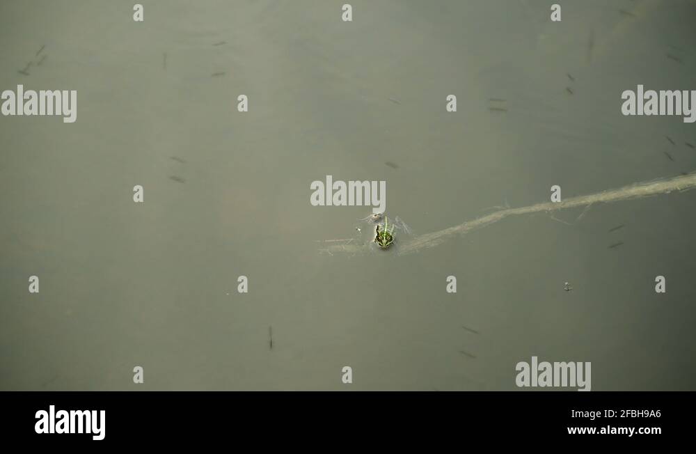 Frog waiting for insects Stock Videos & Footage - HD and 4K Video Clips ...
