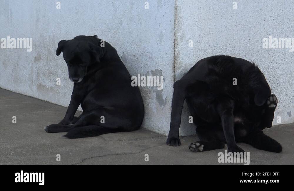 Black white people sitting apart Stock Videos & Footage - HD and 4K ...