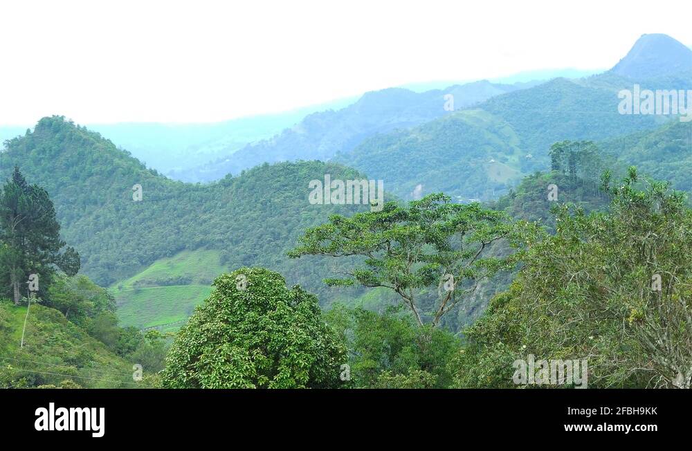 Jungle scape Stock Videos & Footage - HD and 4K Video Clips - Alamy