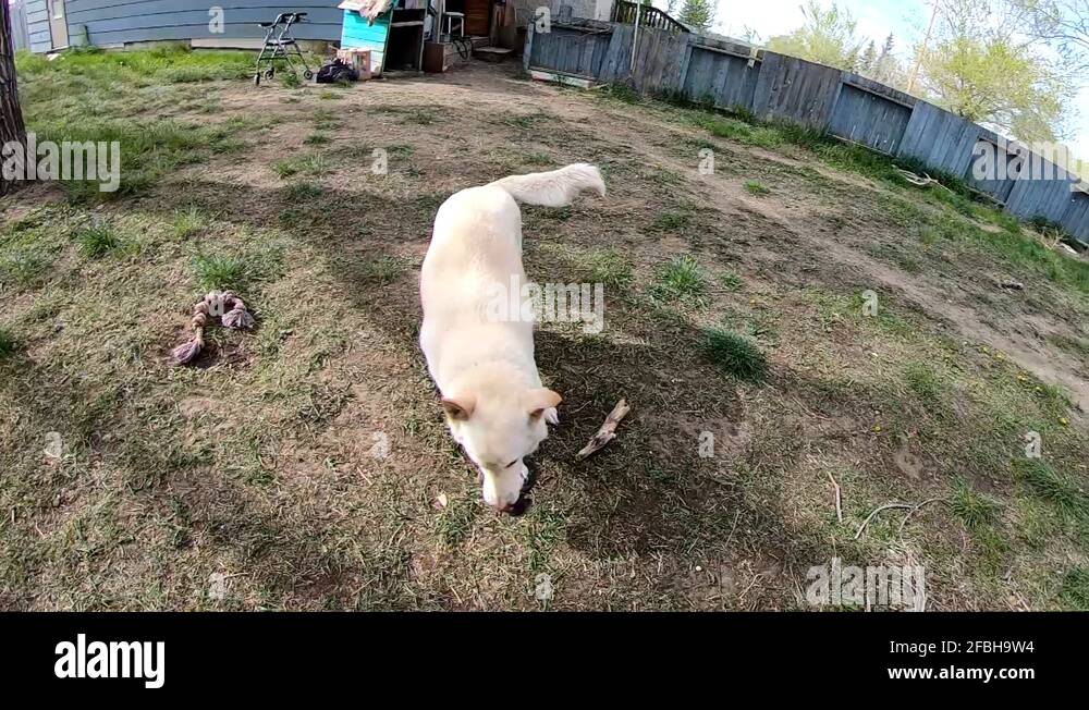Dead bird in mouth Stock Videos & Footage - HD and 4K Video Clips - Alamy