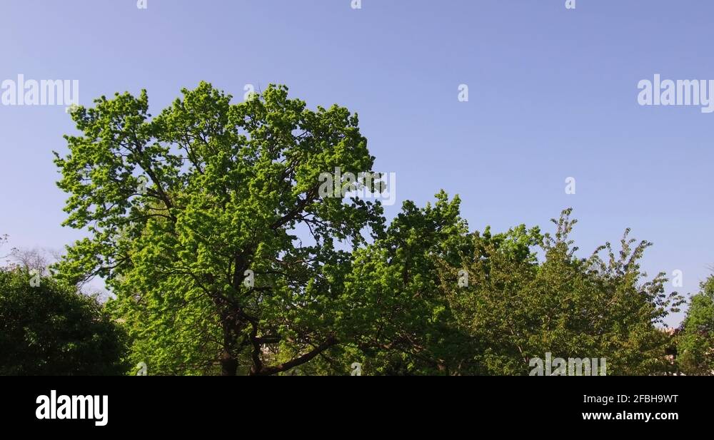 Spring oak tree Stock Videos & Footage - HD and 4K Video Clips - Alamy