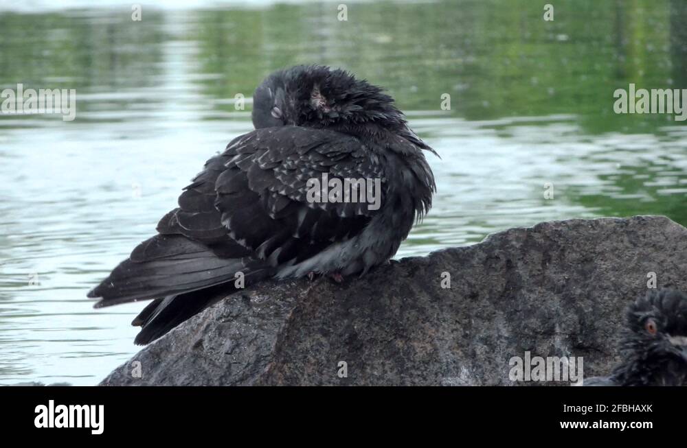 Avian coastal life Stock Videos & Footage - HD and 4K Video Clips - Alamy