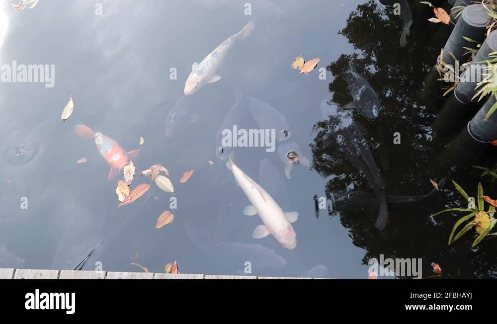 Koi pond shrine Stock Videos & Footage - HD and 4K Video Clips - Alamy