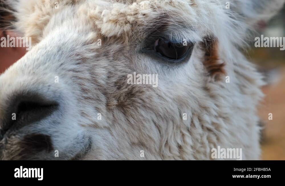Alpaca portrait south american camelid Stock Videos & Footage - HD and ...
