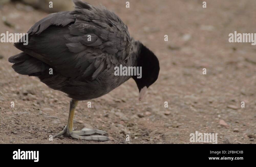 Wildlife banking Stock Videos & Footage - HD and 4K Video Clips - Alamy