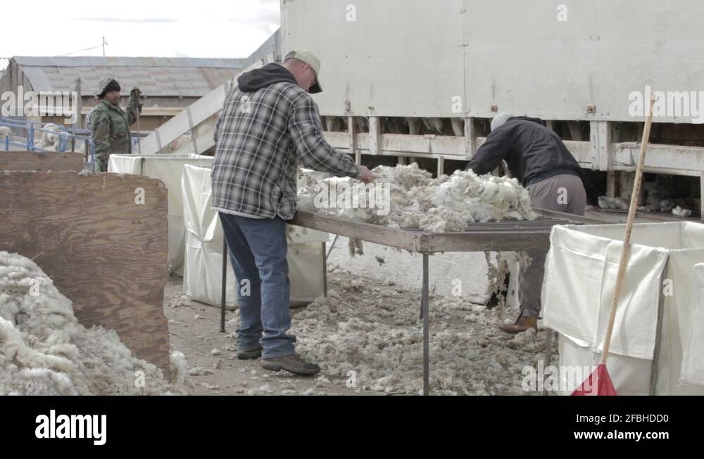Sheep grading Stock Videos & Footage - HD and 4K Video Clips - Alamy
