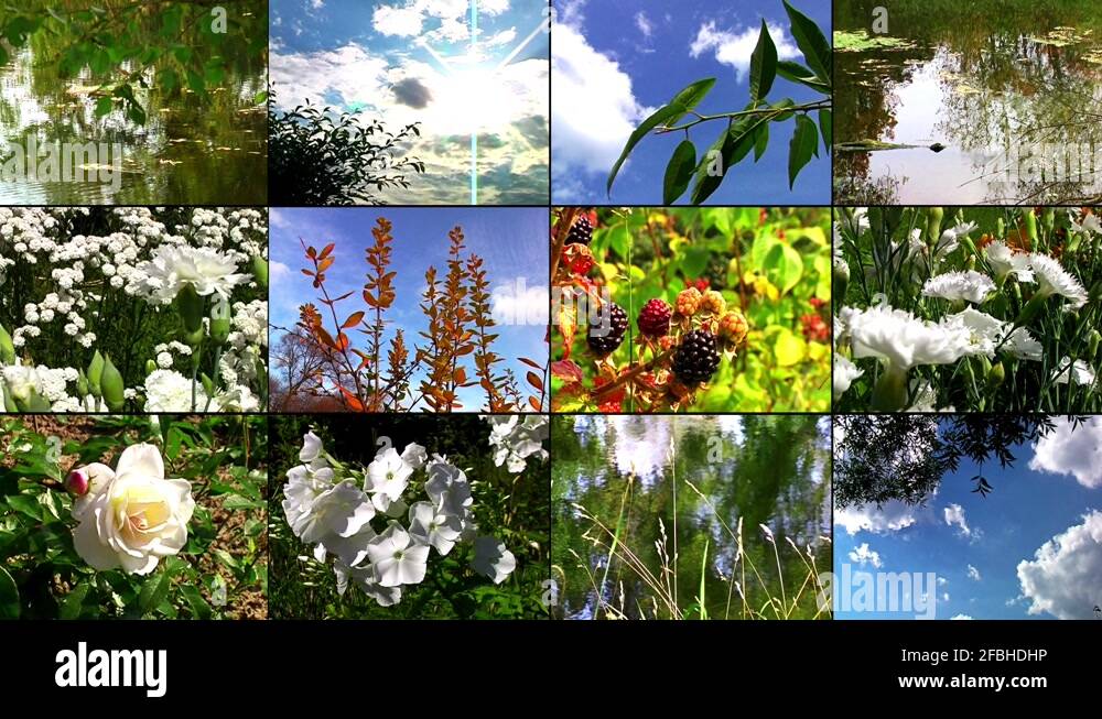 Collage nature Stock Videos & Footage - HD and 4K Video Clips - Alamy
