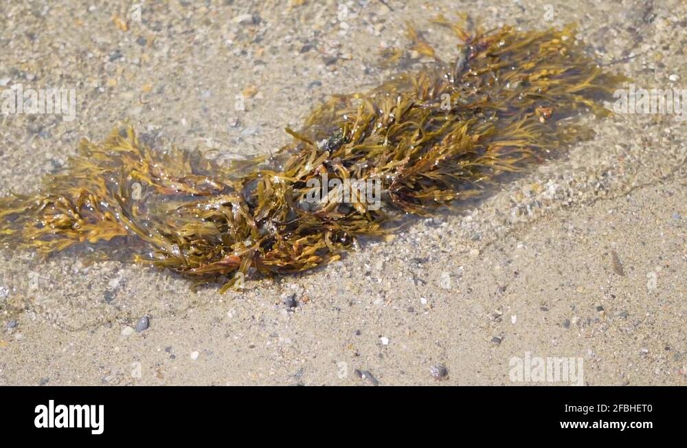 Seaweed swaying in the tide Stock Video Footage - Alamy