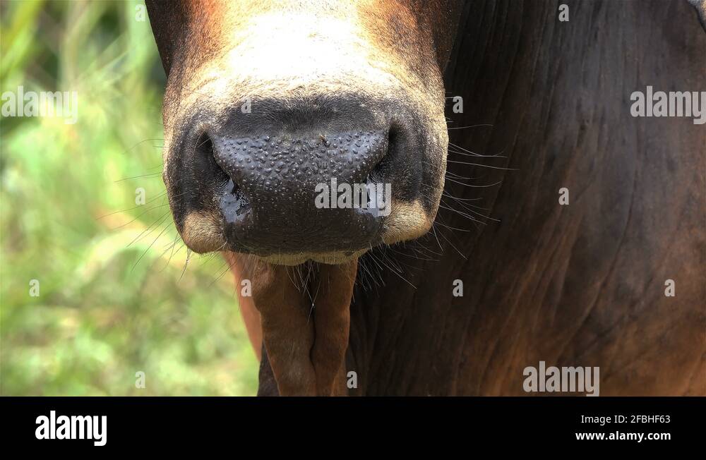 Bull is smelling the camera. funny friendly cattle nose and tongue ...