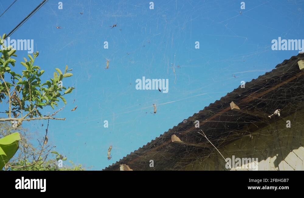Spider colony Stock Videos & Footage - HD and 4K Video Clips - Alamy
