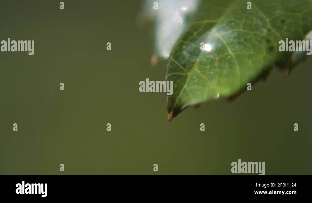 Gathering rainwater Stock Videos & Footage - HD and 4K Video Clips - Alamy